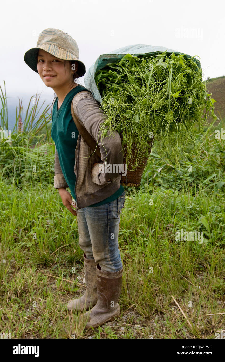 hmong transports vegetables to the valley,laos Stock Photo - Alamy
