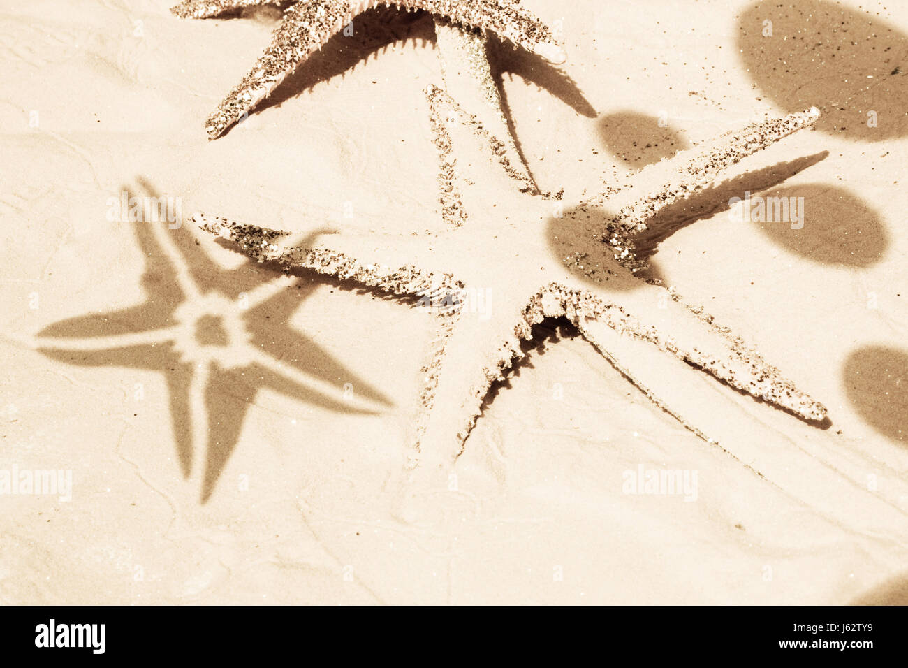 sepia beach seaside the beach seashore summer summerly starfish sands ...