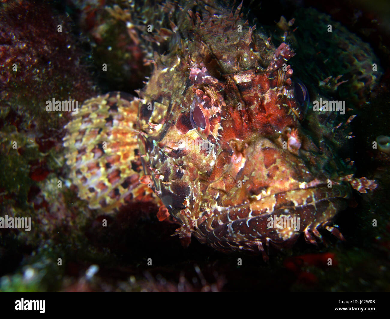 fish water mediterranean salt water sea ocean danger underwater dive ...