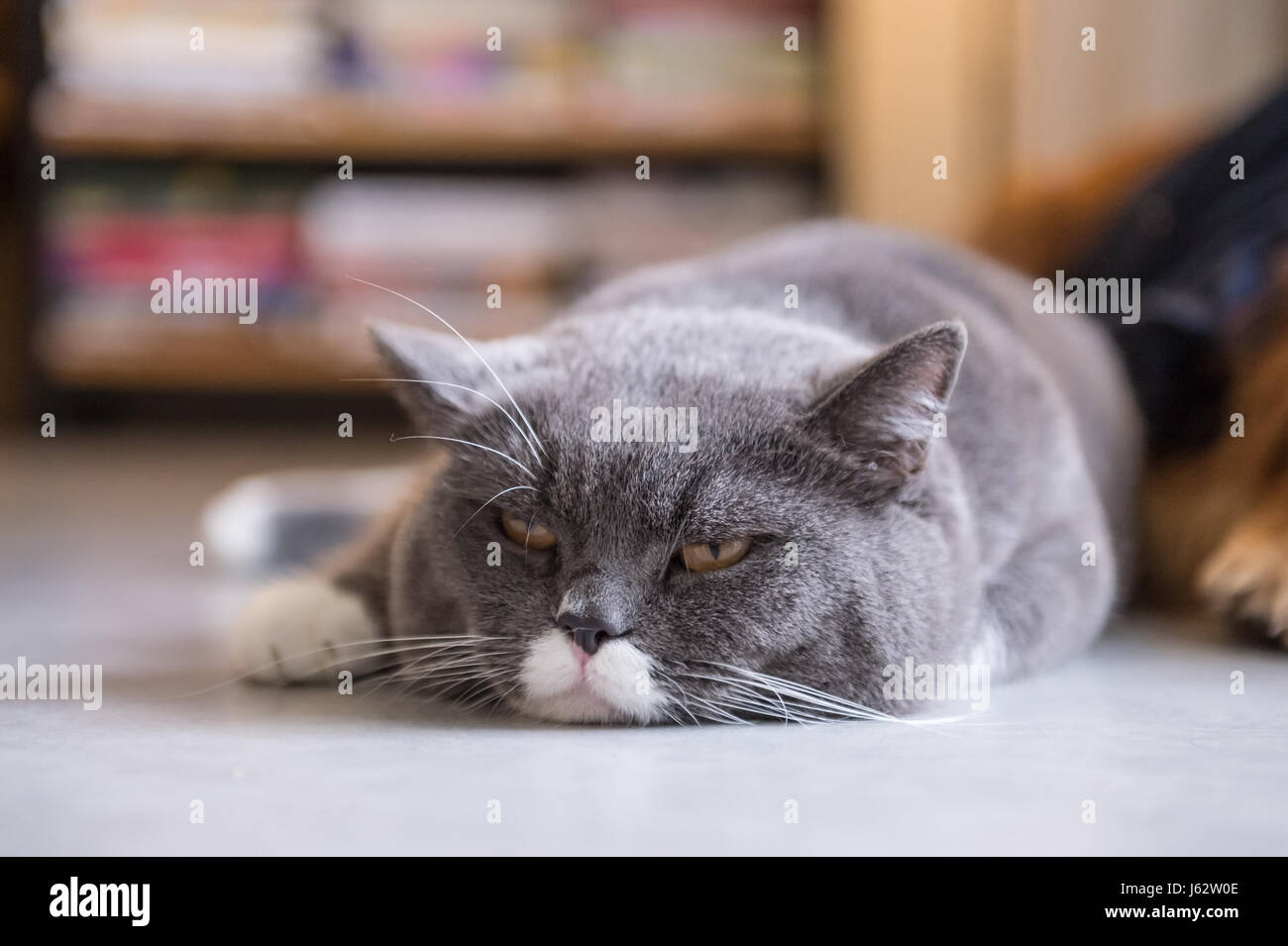 The gray British cat，Shooting indoors Stock Photo - Alamy