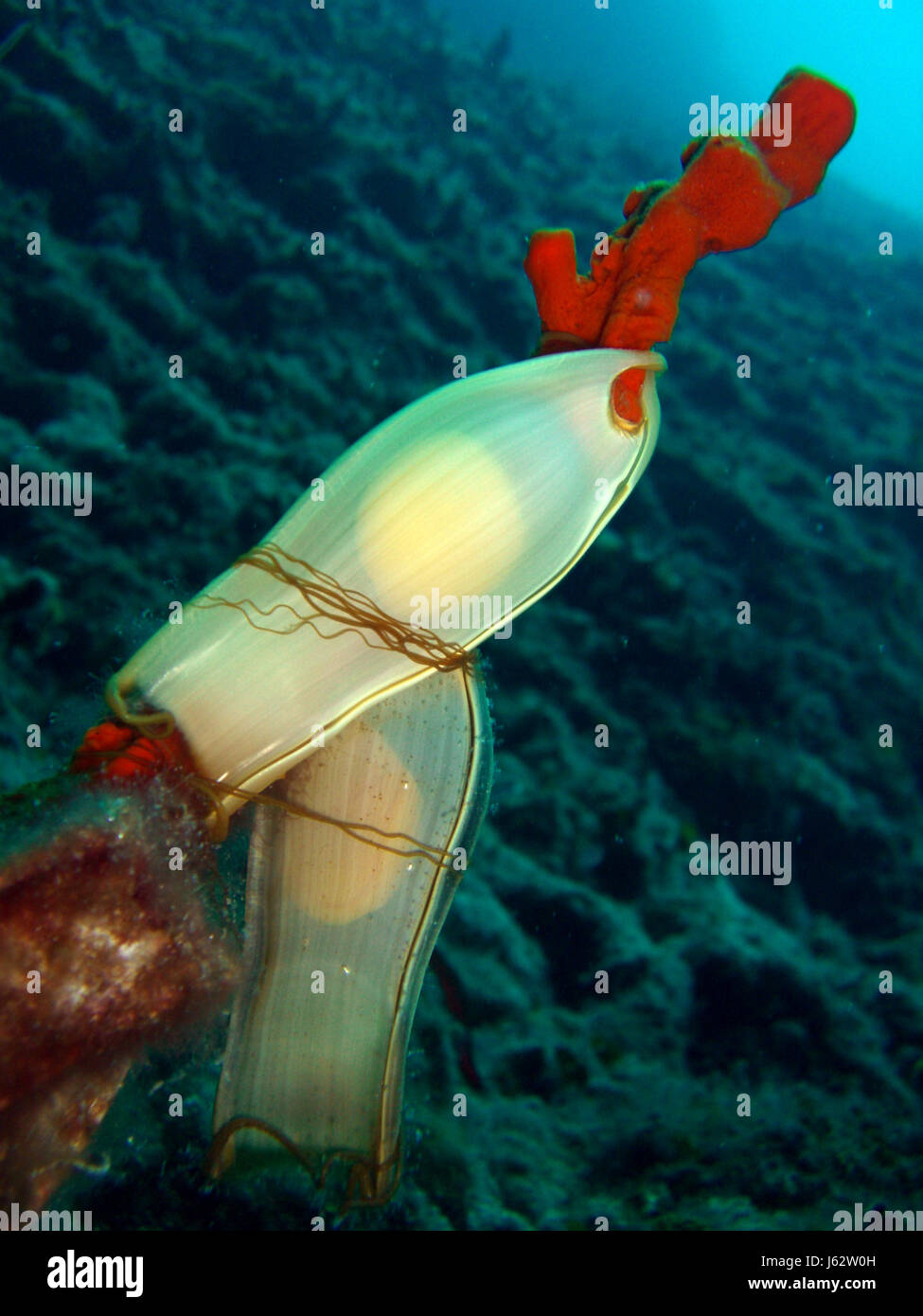 Eikapsel hi-res stock photography and images - Alamy