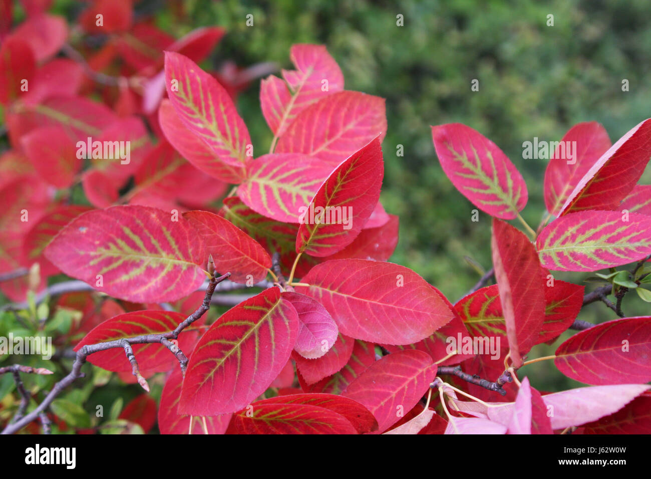 leaf bush autumnal atmosphere autumn foliage leaves foliage shine ...