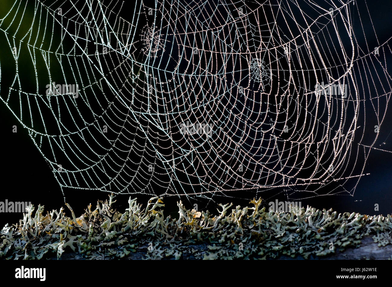 spider net thread dew threads water cobweb spiders web drop drip drops ...