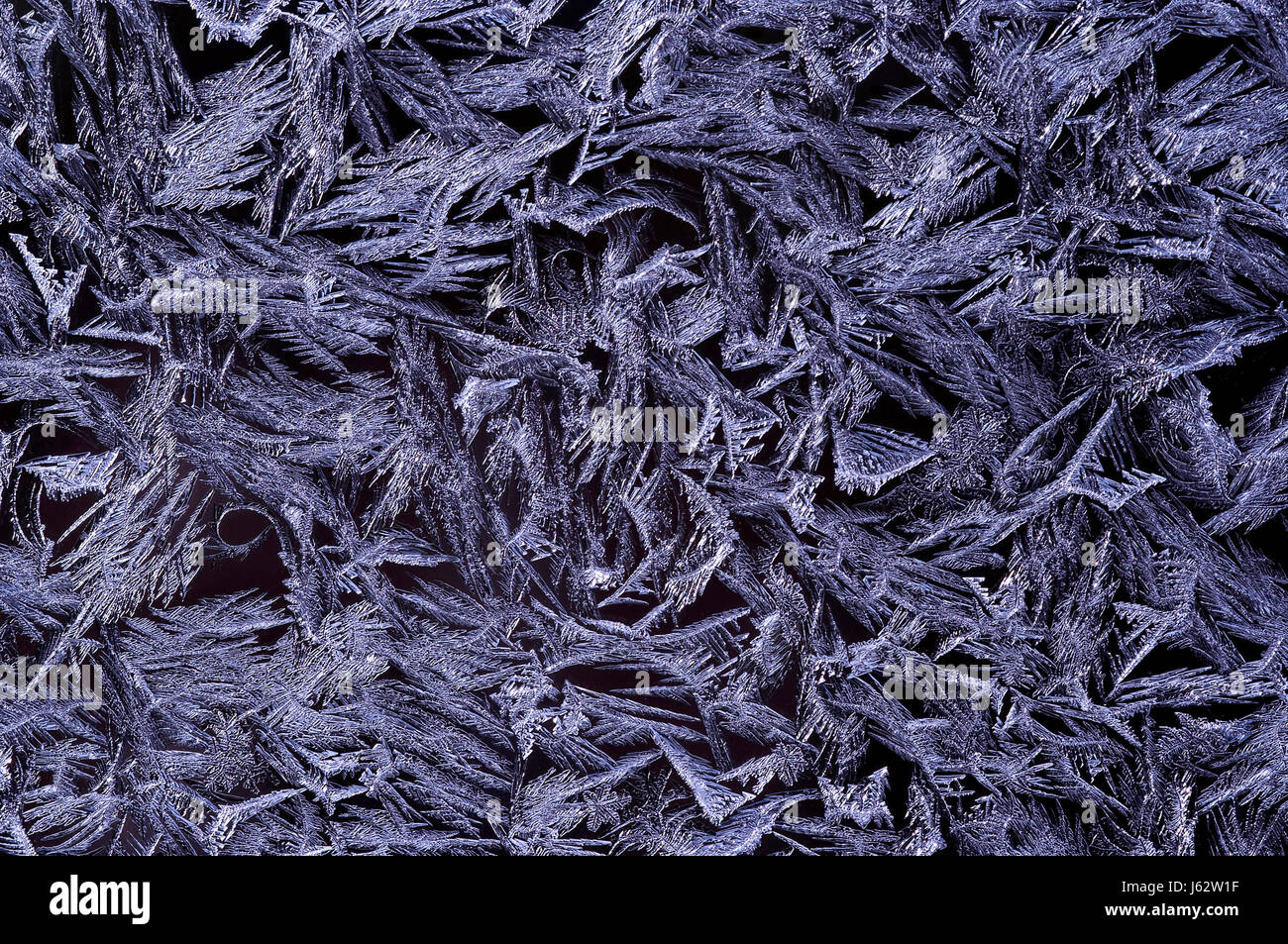 winter flower plant frost crystal glaze texture ice macro close-up ...