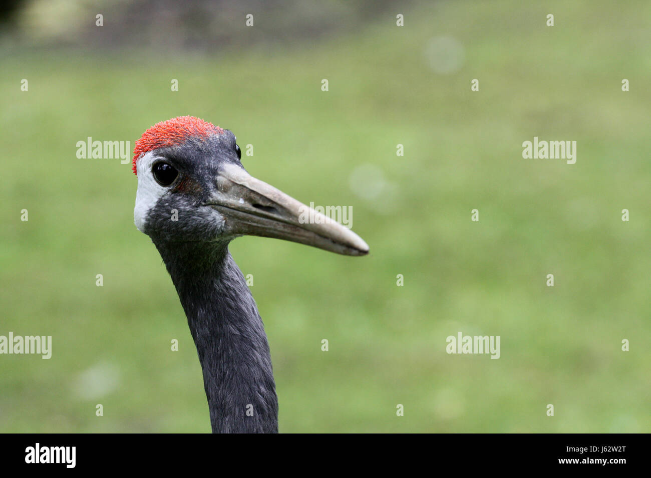 bird birds crane gravel salute greeting bird asia birds asiatic crane ...