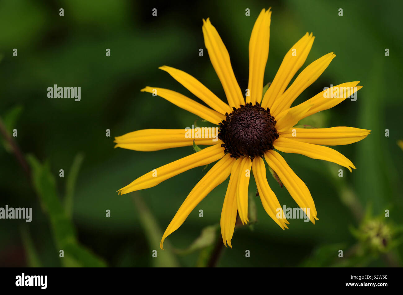 macro close-up macro admission close up view garden flower plant ...