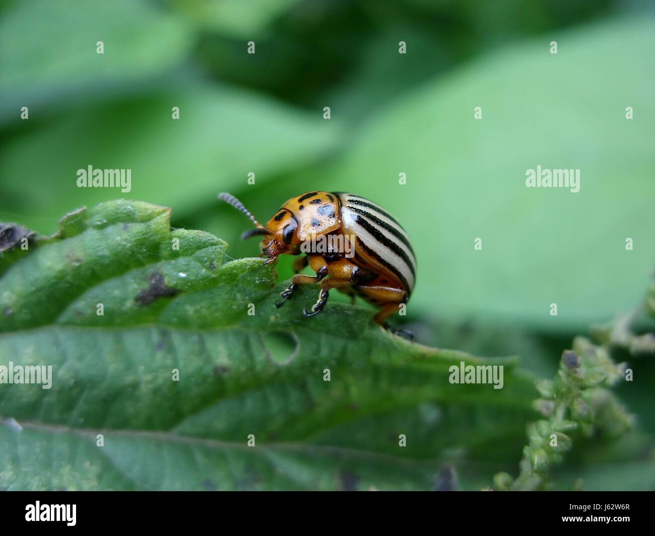 beetle potato potatoe insect beetle nature quotpotato beetlequot Stock ...