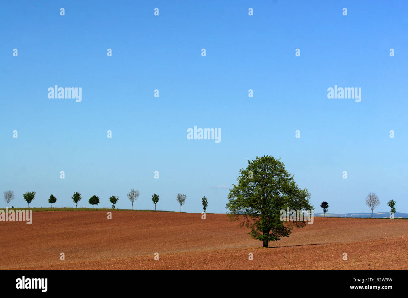 tree field acre a row of trees lime solitaire soloist lime-tree blue ...