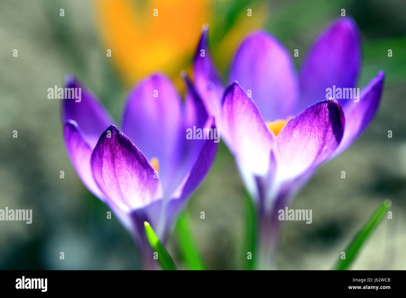 shine shines bright lucent light serene luminous flower plant bloom ...