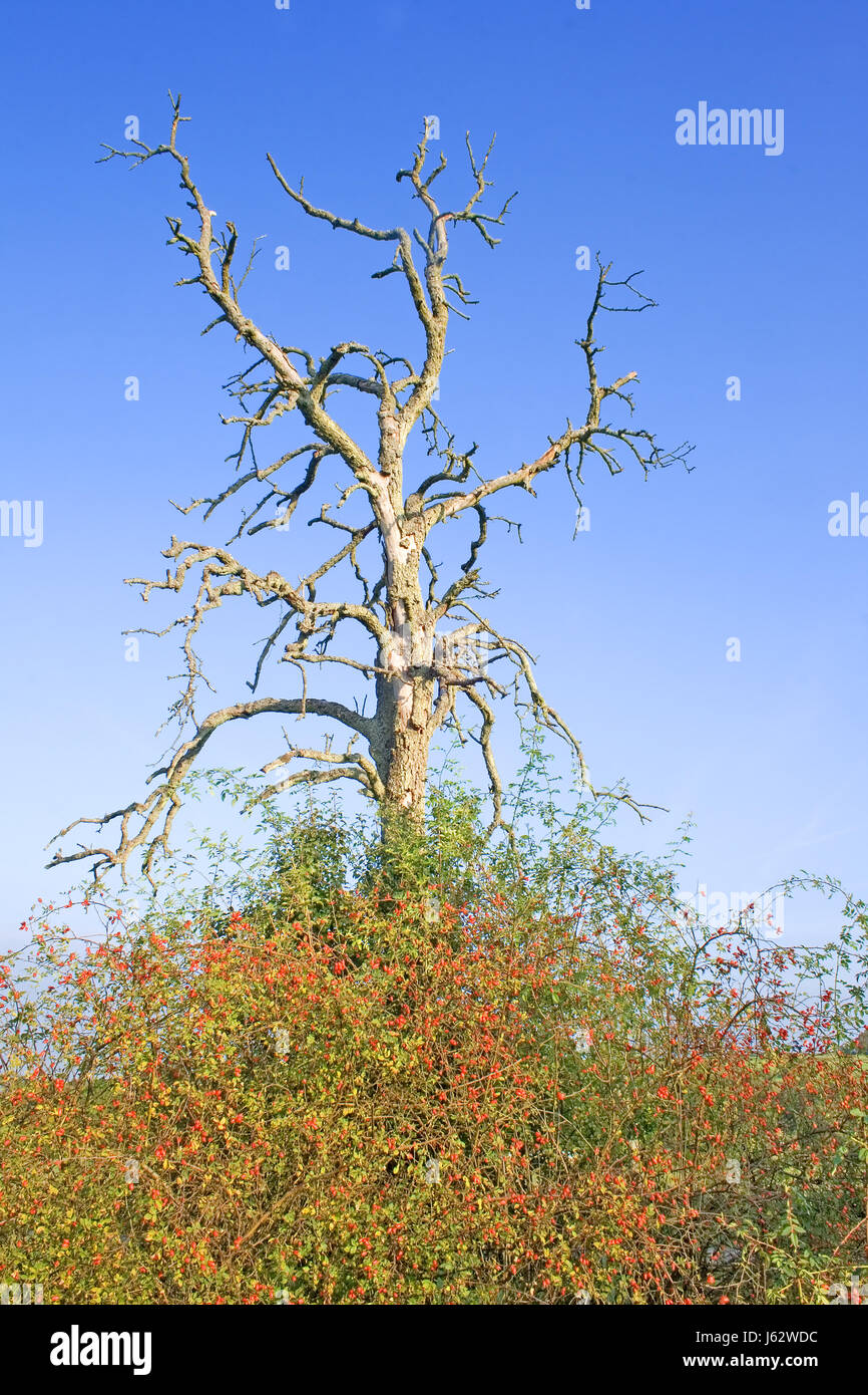 progenies fruits hedge haws brier plant pink food aliment vitamine tree ...