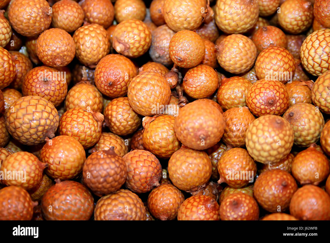 fruit sperm rattan rattanfrucht calamus palmengewchs rattanfrucht ...