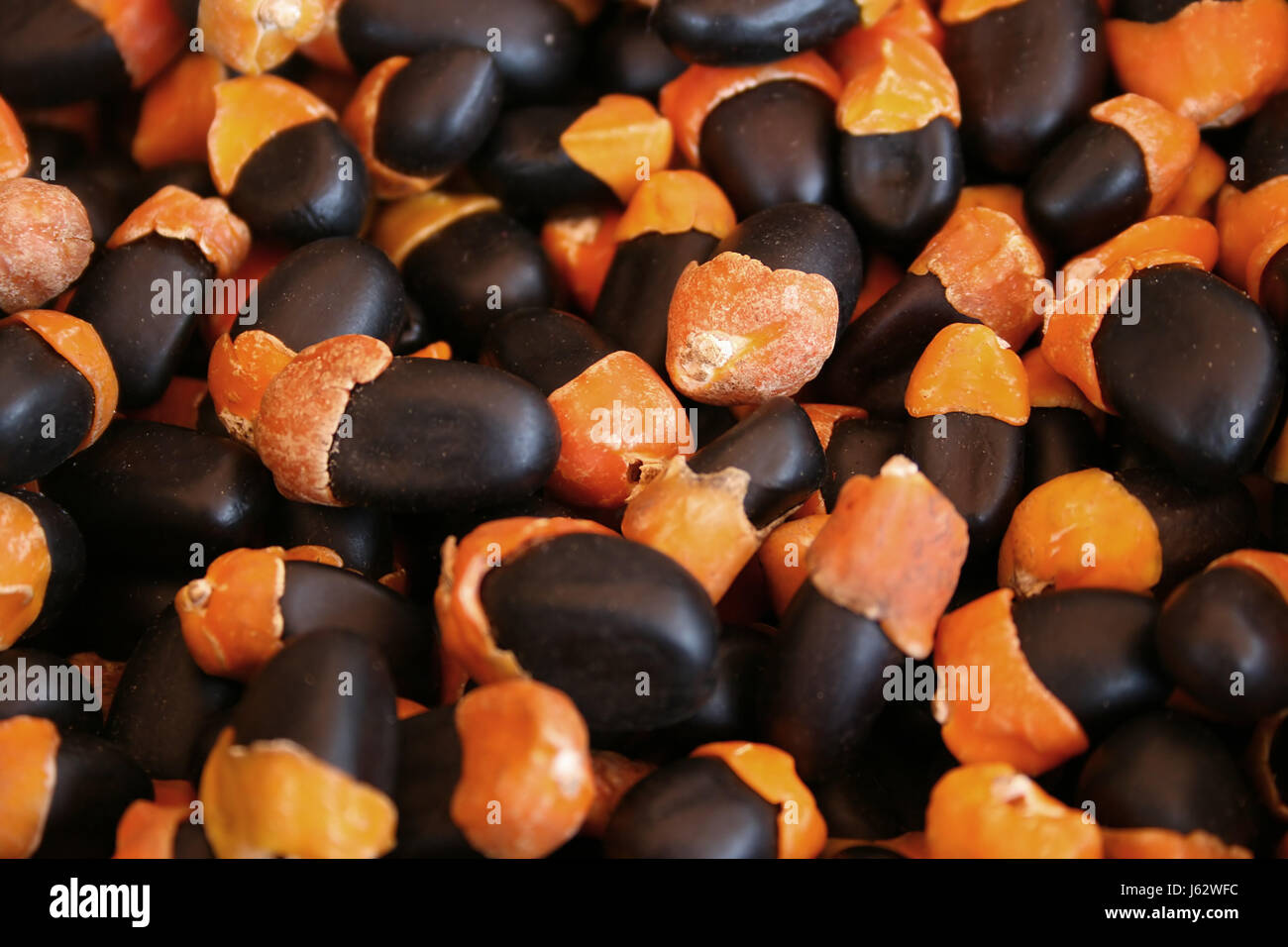 Afzelia afrikana hi-res stock photography and images - Alamy