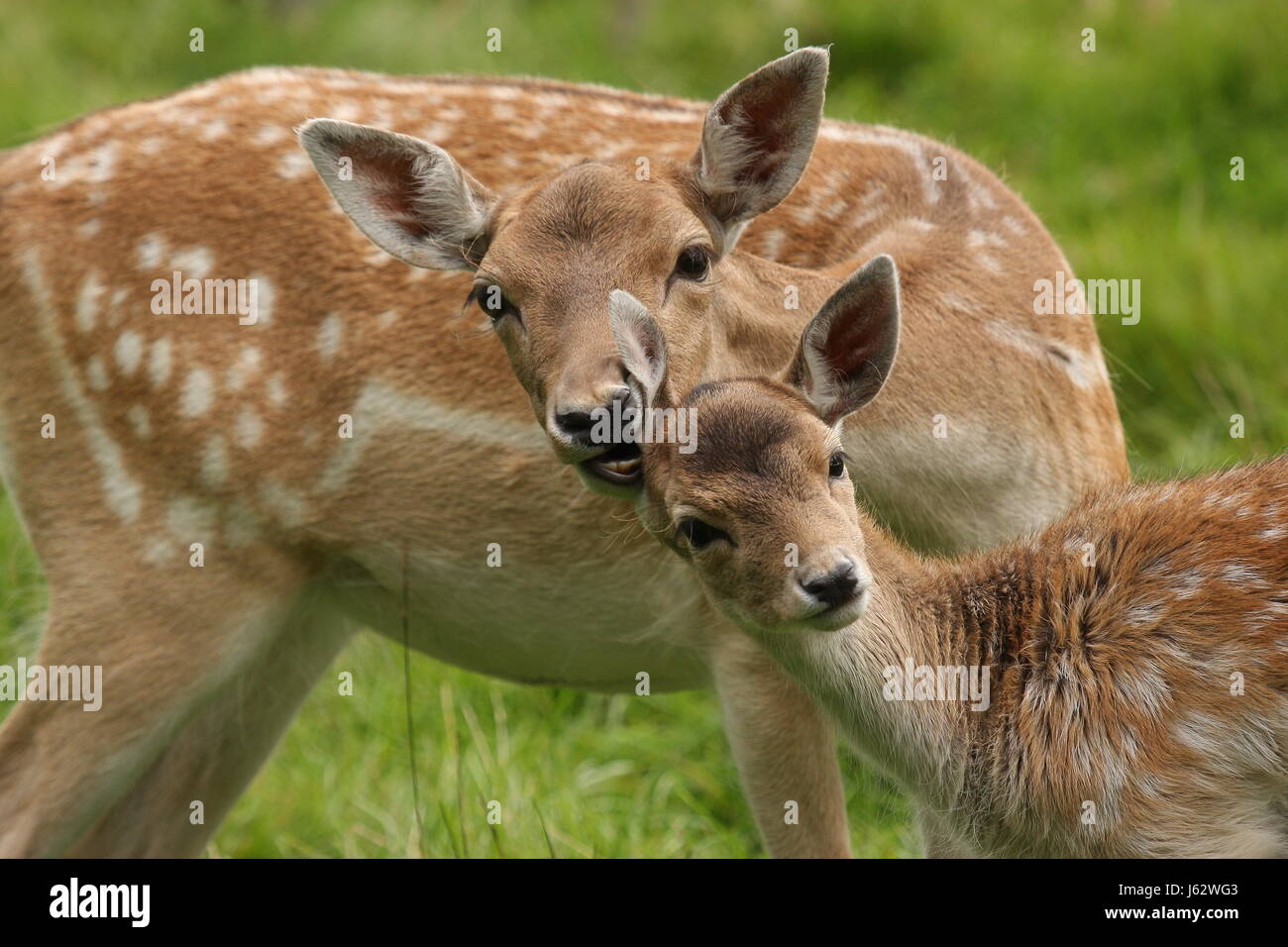 cow calf stags ear hind stags fawn meadow grass lawn green ear ...