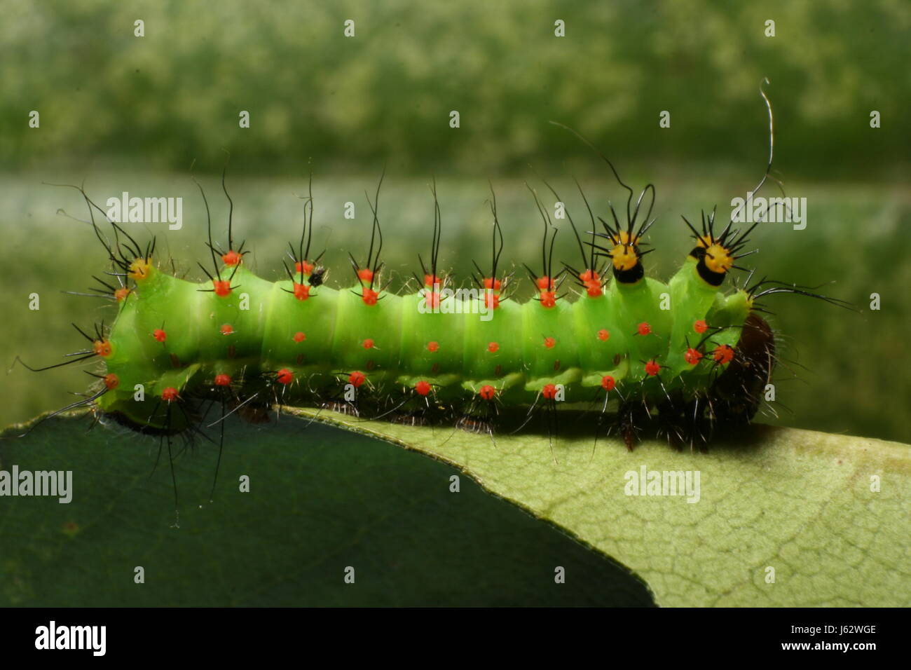 Caterpillar figure hi-res stock photography and images - Alamy