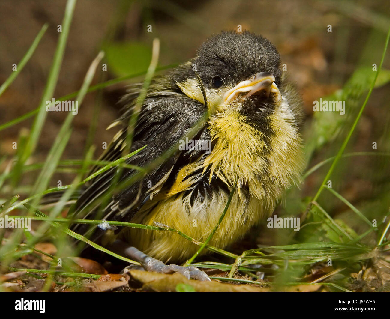 titmouse great titmouse squabs animal bird fauna birds young animal ...