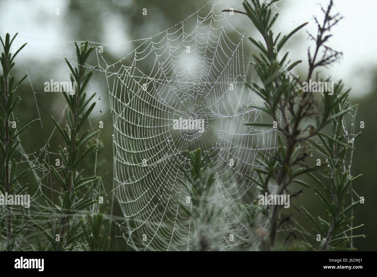 spider shrub nature net cobweb spiders web spider shrub nature net ...