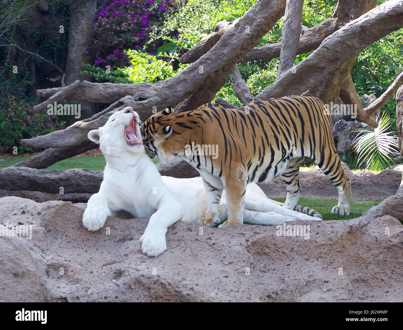 cat big cat feline predator tiger whiter sapiently big cat feline ...