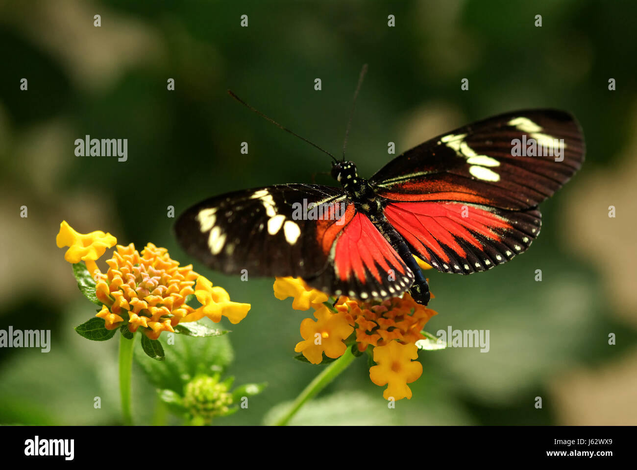doris butterfly,heliconius doris,costa rica Stock Photo - Alamy