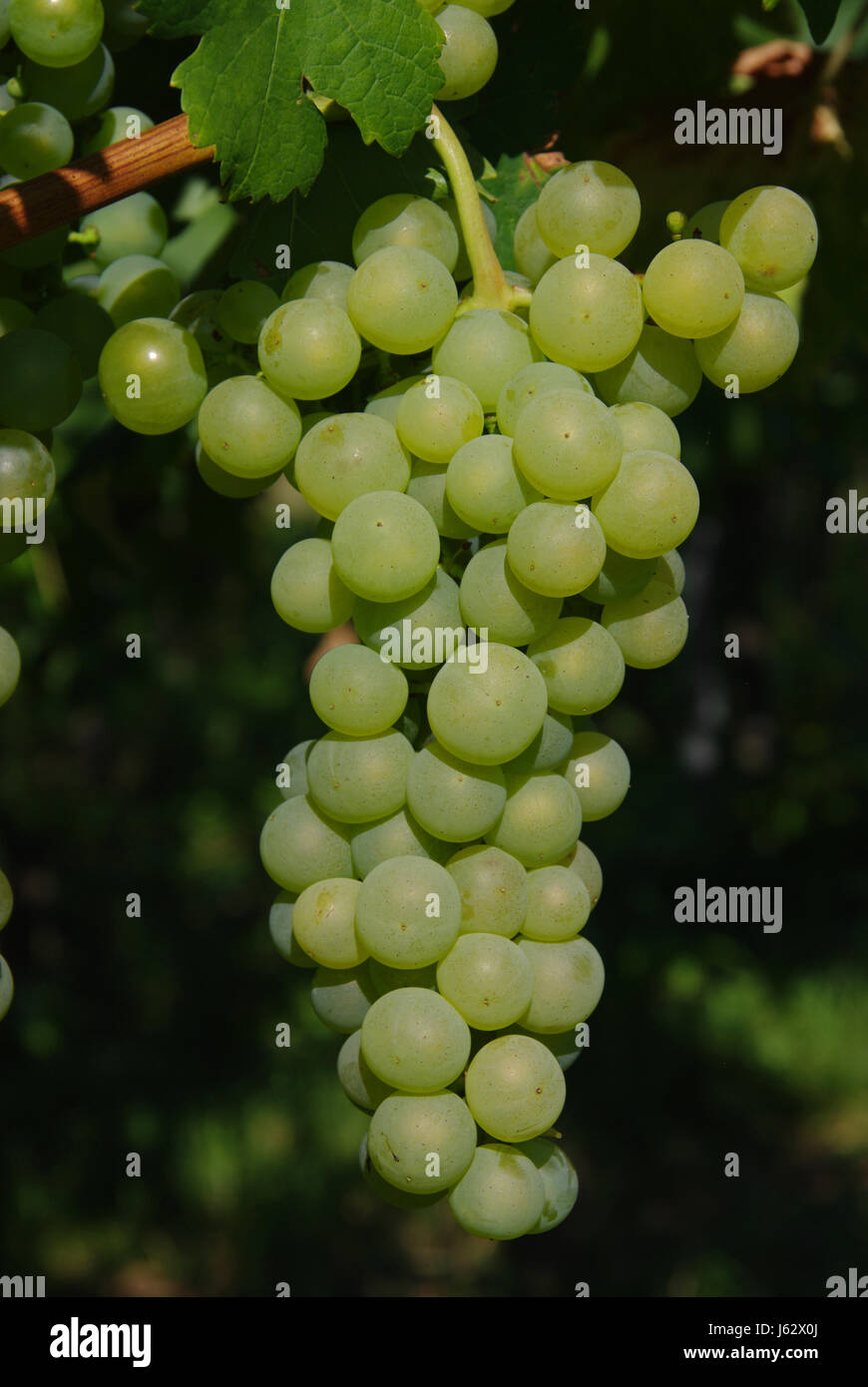 blank european caucasian vines vine grape vine grape-vine grapes ...