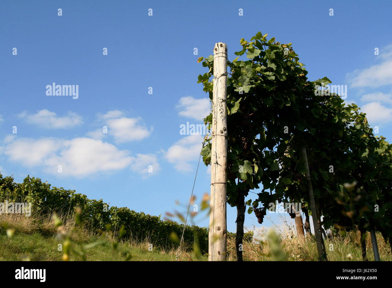 grapes vintage vineyard mosel viticulture vine grape vine grape-vine ...