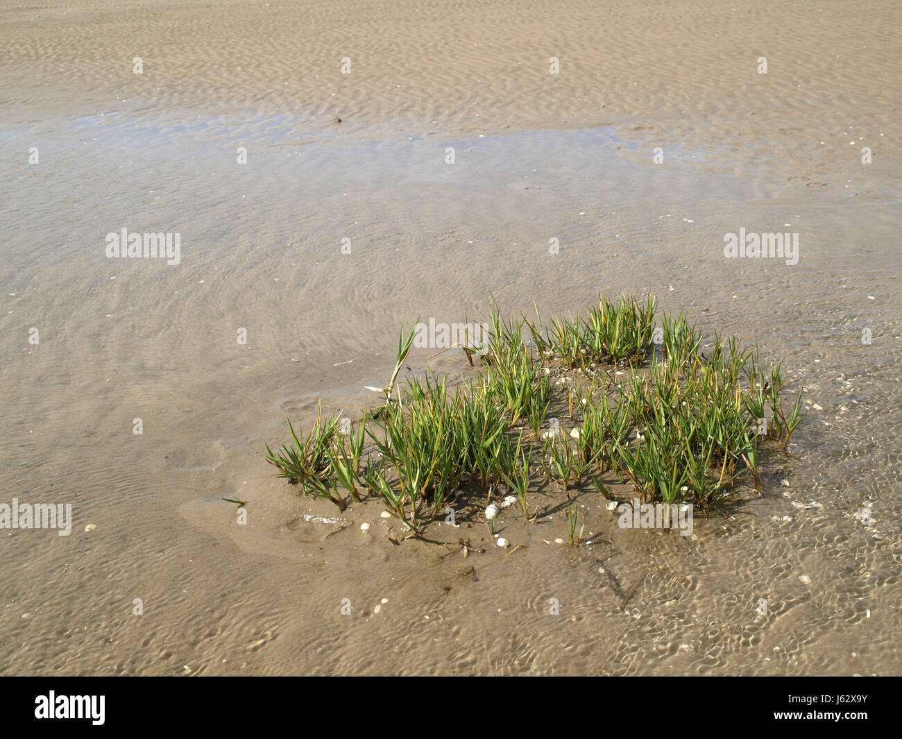 beach seaside the beach seashore coast watt seaweed mud flats low tide ...