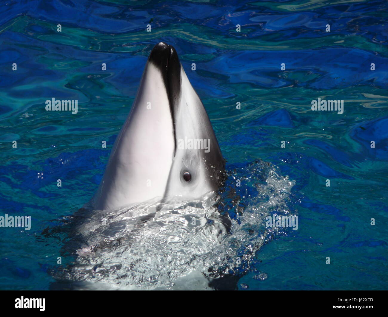 animal dolphin emerge water swimming swiming swim swims to do the crawl ...