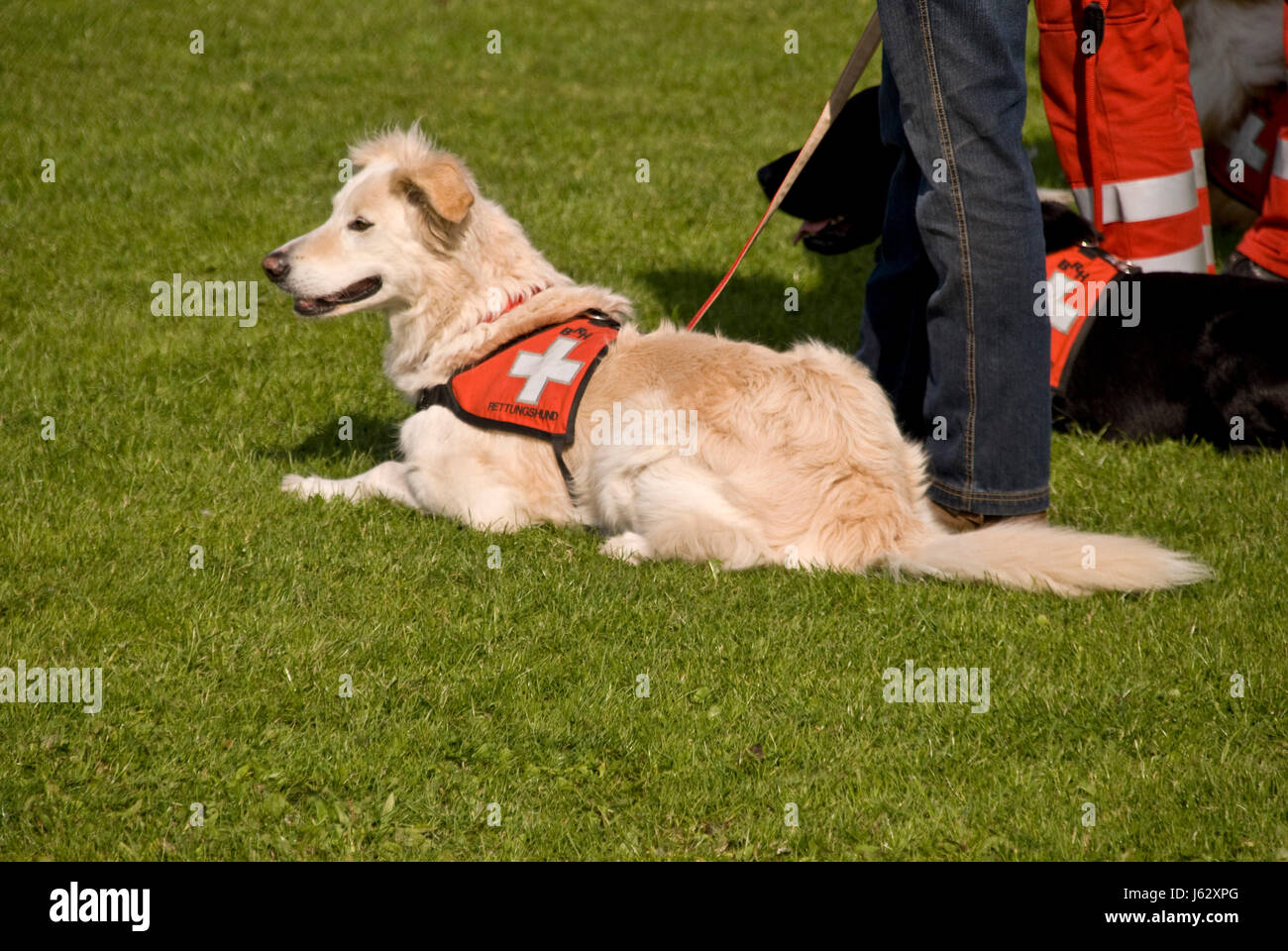 Service dog dogs hi-res stock photography and images - Alamy