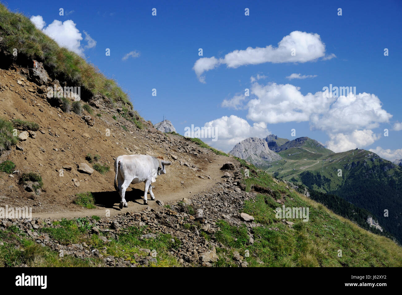 Cow roams hi-res stock photography and images - Alamy