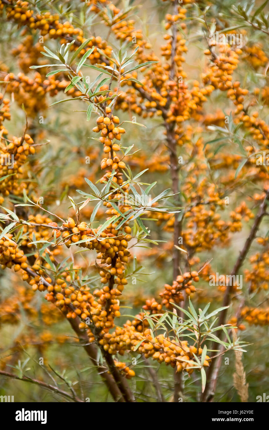 Ostseeinsel rgen hi-res stock photography and images - Alamy