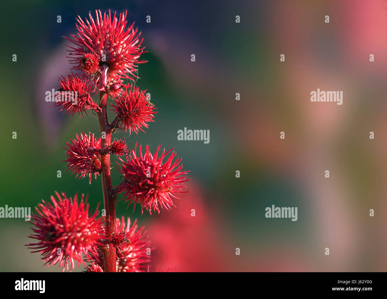 Wondertree hi-res stock photography and images - Alamy