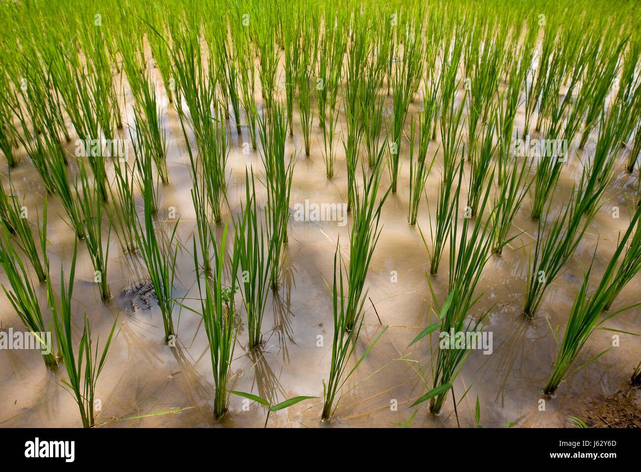 asia paddy field rice asia agriculture farming field flora thailand ...