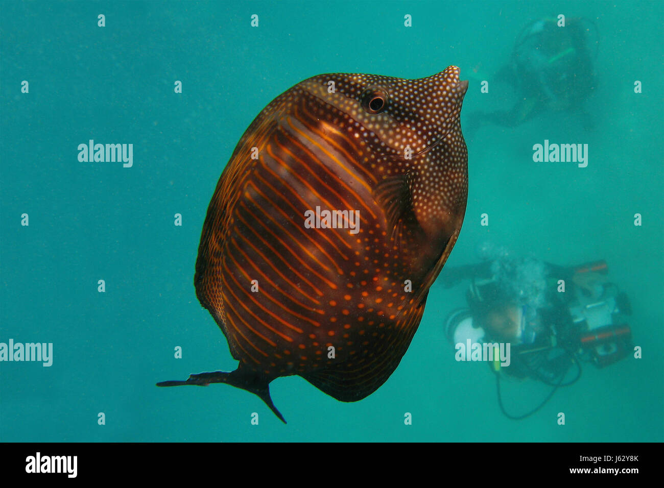 fish underwater dive diving sports snorkel salt water sea ocean water ...