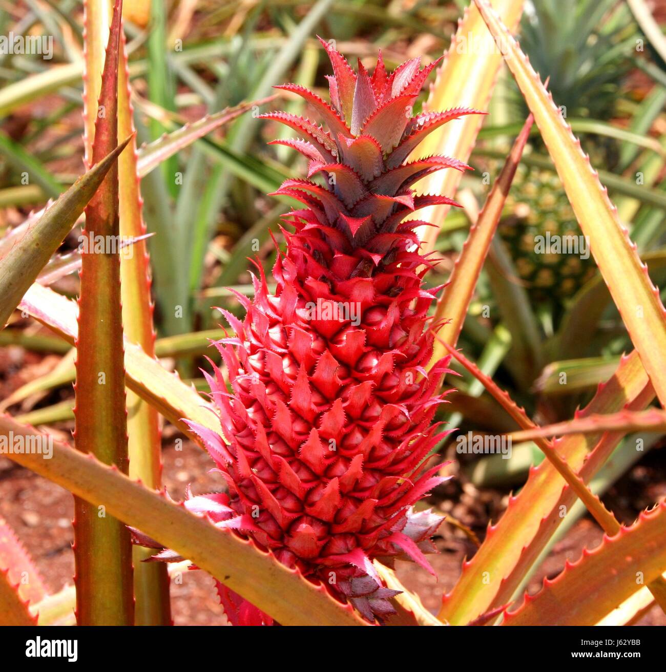 pineapple slim arid sligth lean gaunt thin red pineapple slim arid ...
