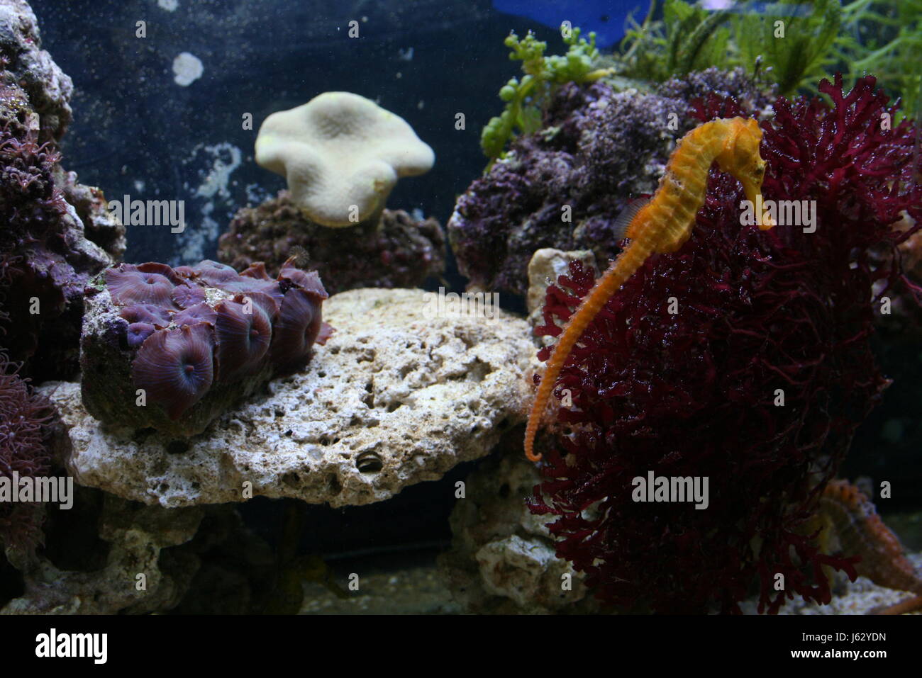 animal salt water water sea animal golden corals aquarium salt water ...