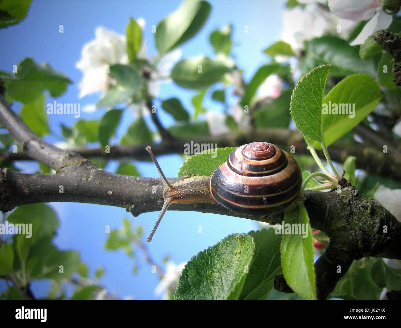 curiosity blank european caucasian blossoms apple tree snail bleed ...