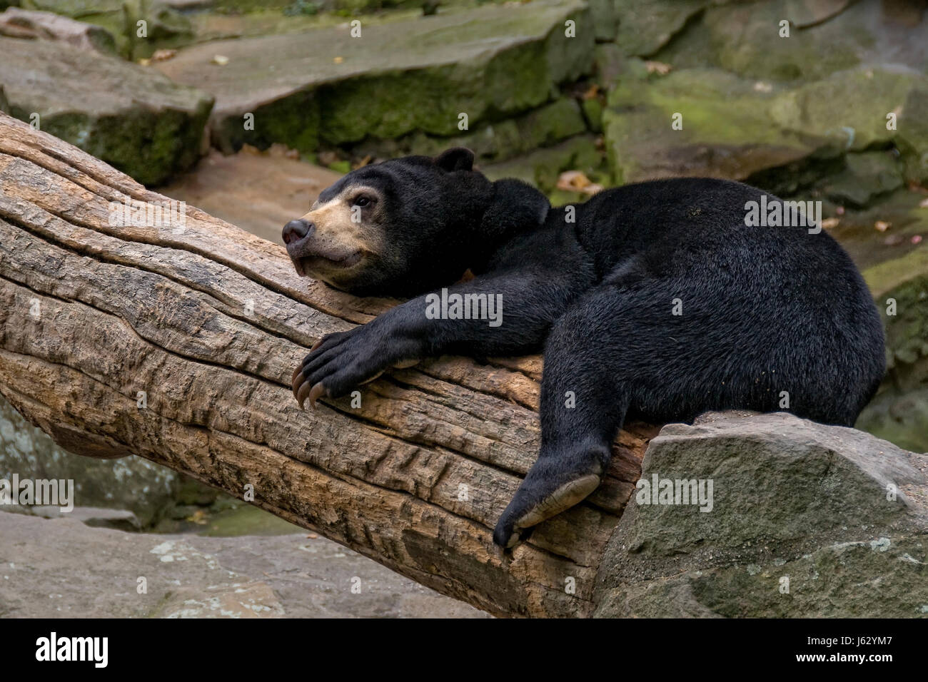 chubby bear Stock Photo - Alamy