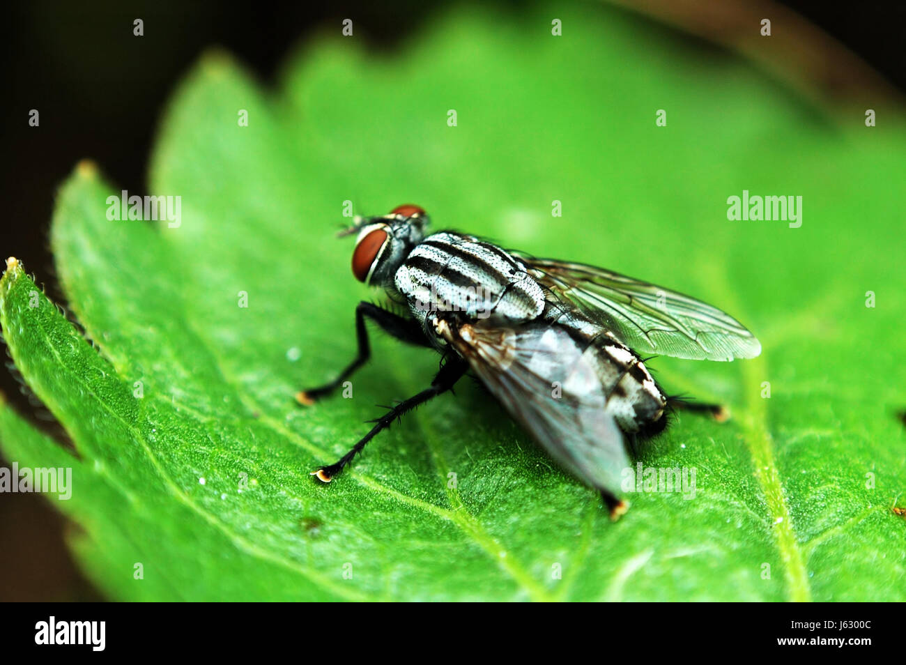 closeup insect disgusting details bug biology botanical fly flies flys ...