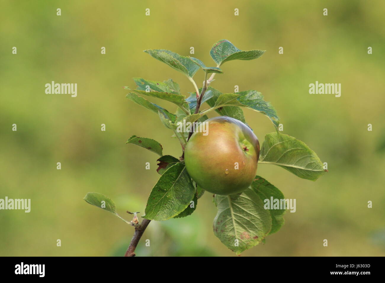 green summer summerly ripe apple tree fruit apples apple fruit-tree ...