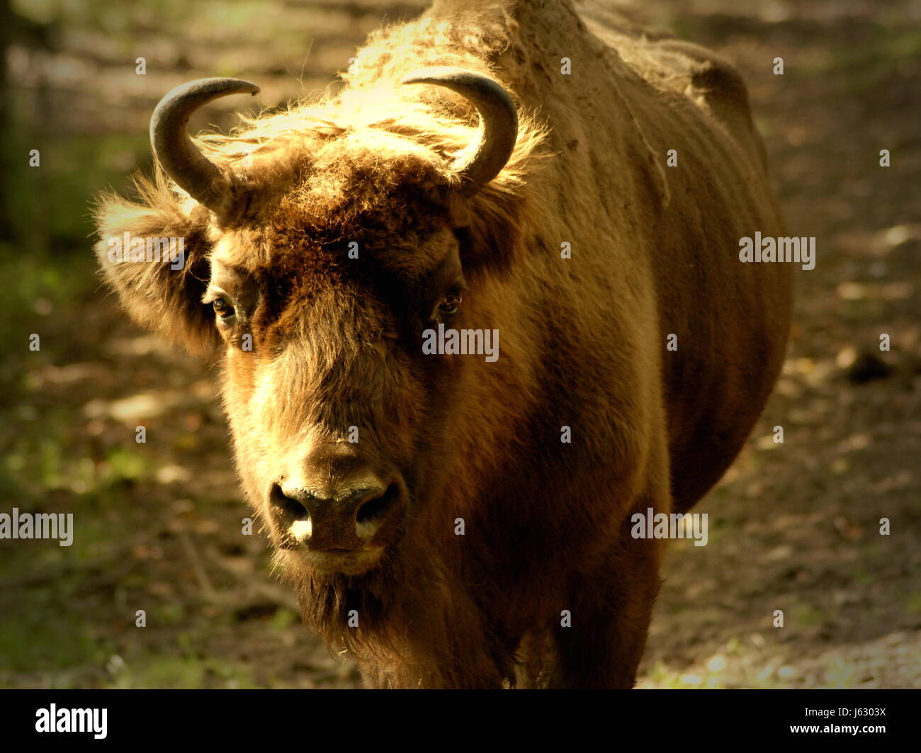 bison mammal horn skin bison ruminant head bisonart rinderart bison ...