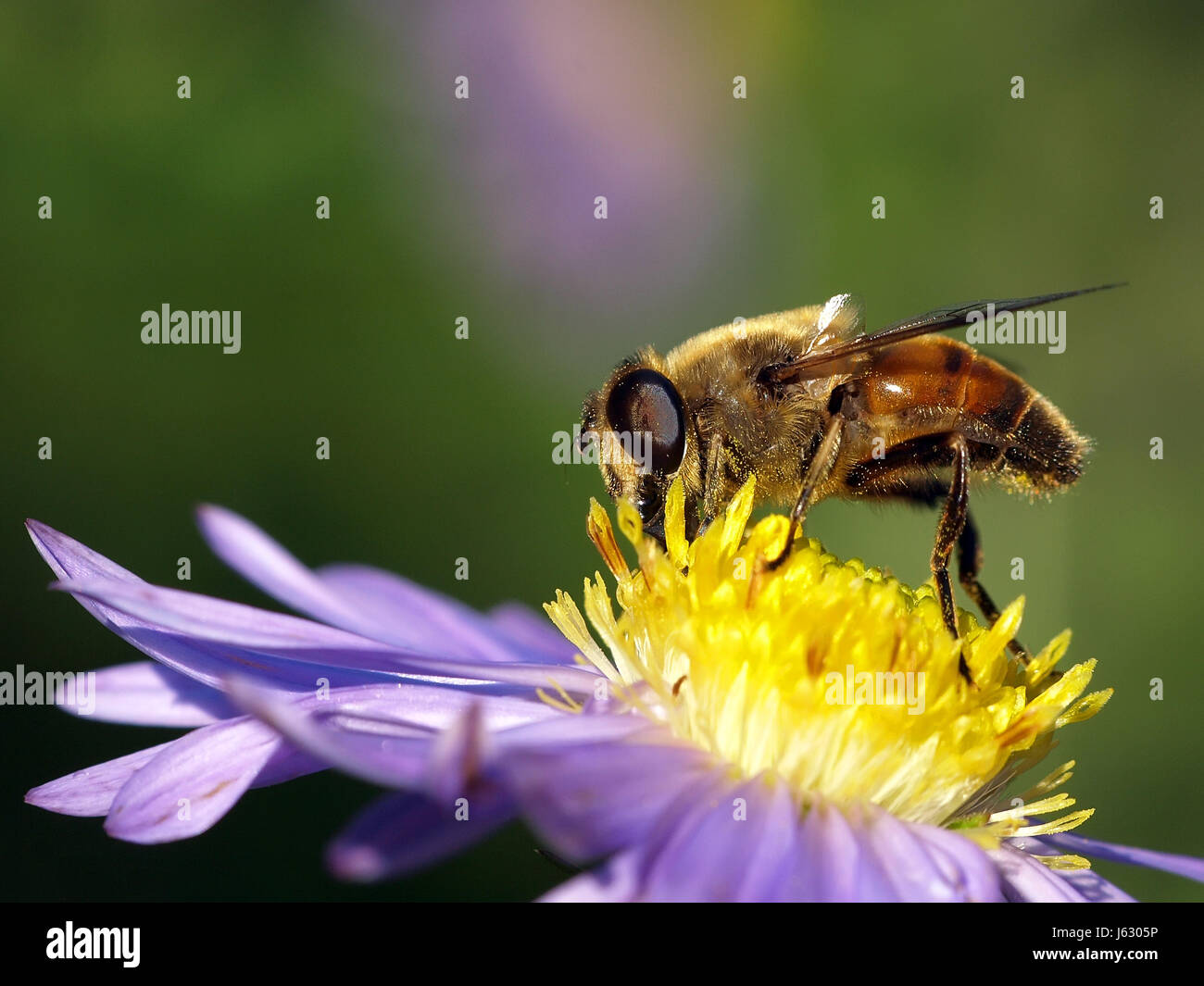 hardworking little bee Stock Photo - Alamy
