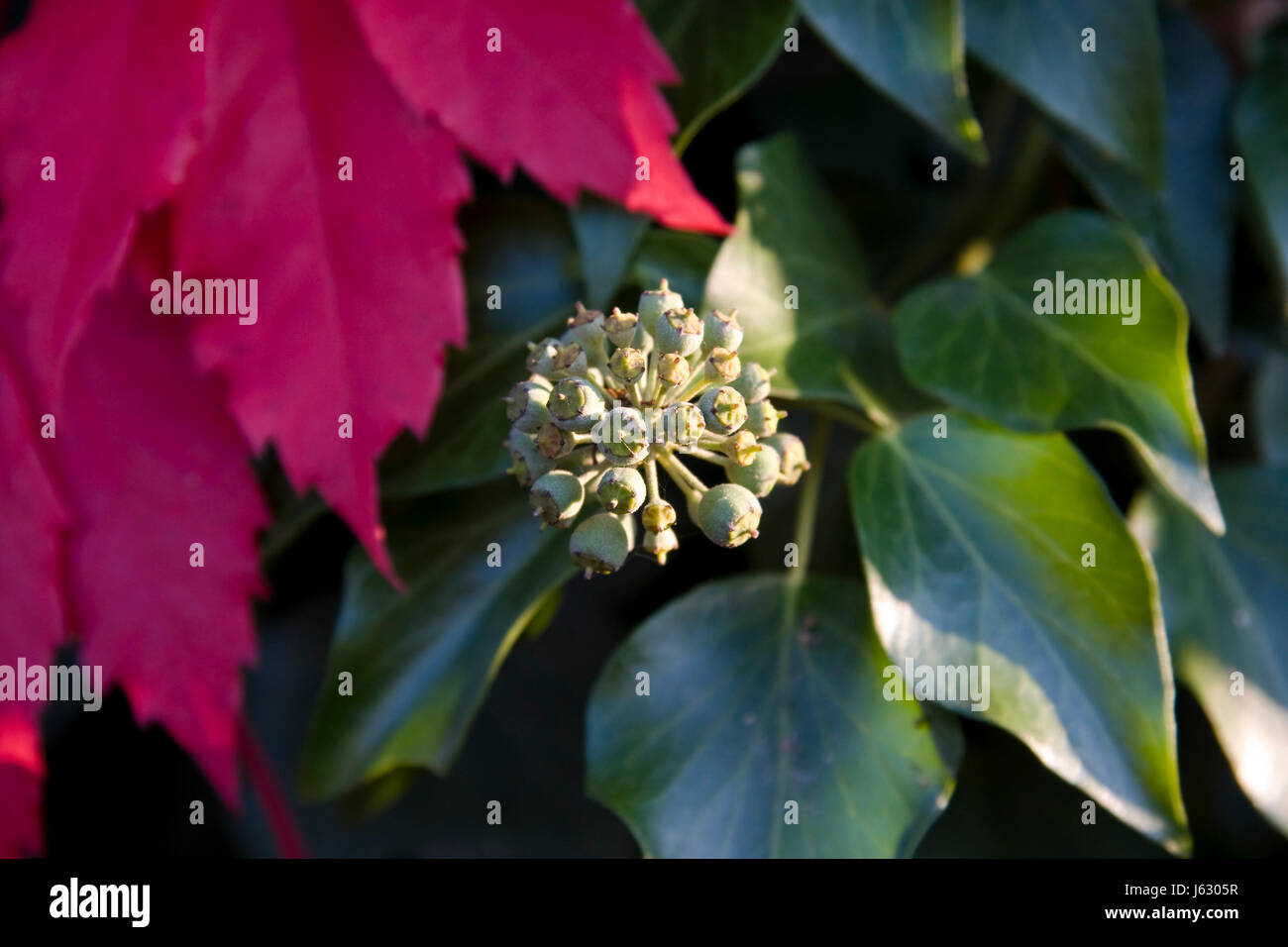 climbing plant vine grape vine grape-vine ivy fall autumn climbing ...