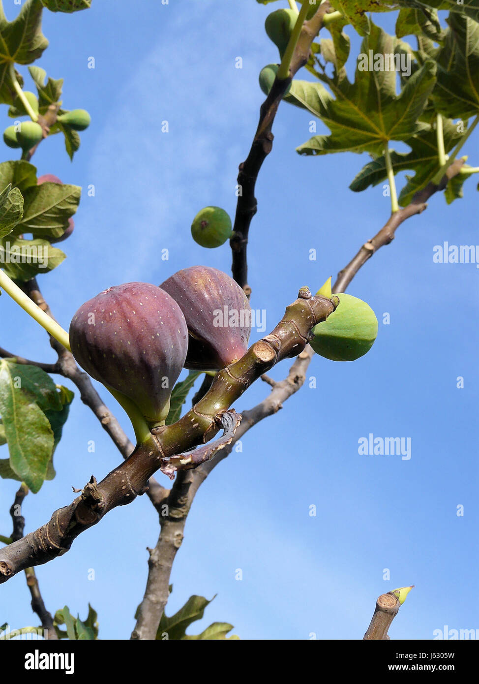 Ripe fig tree hi-res stock photography and images - Alamy