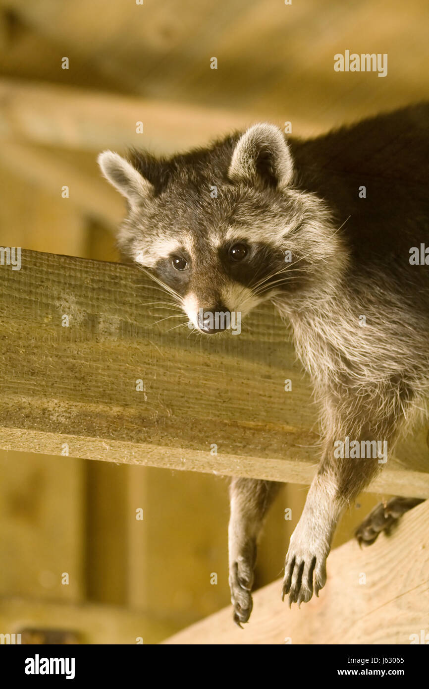 animal mammal eye organ eyes lie lying lies look glancing see view ...