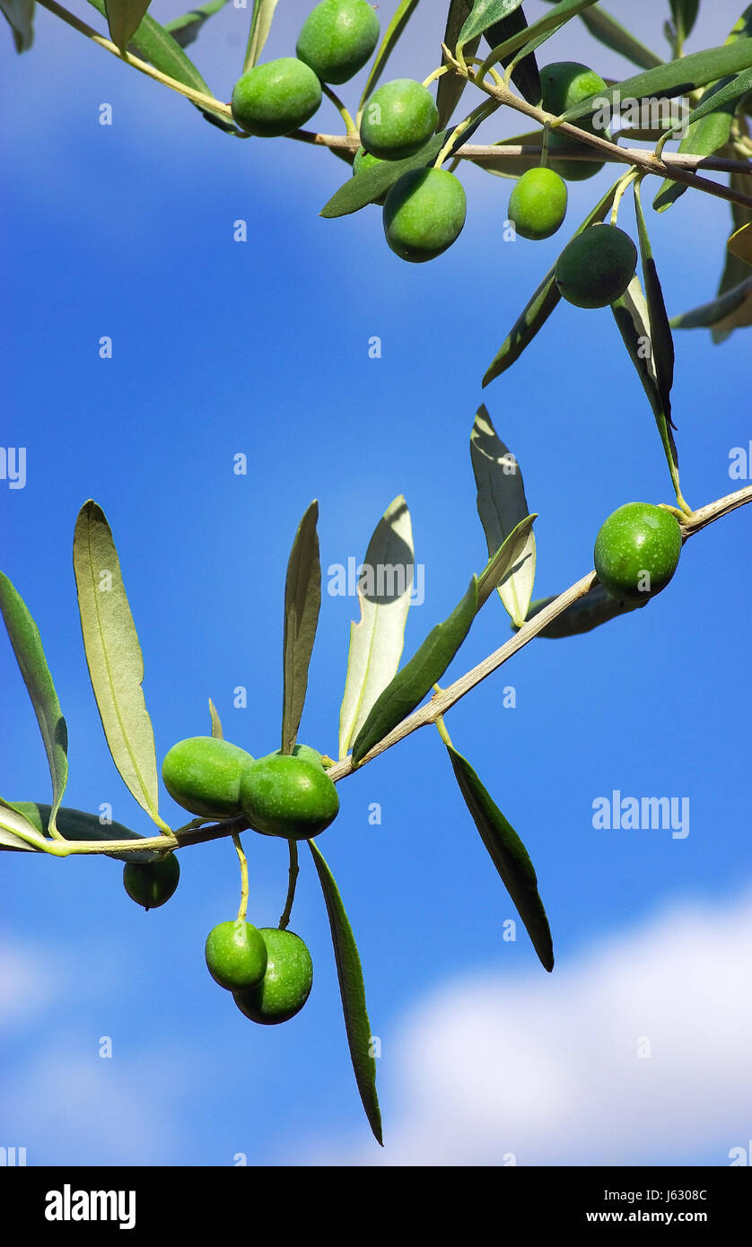 water mediterranean salt water sea ocean biological olive vegetarian ...