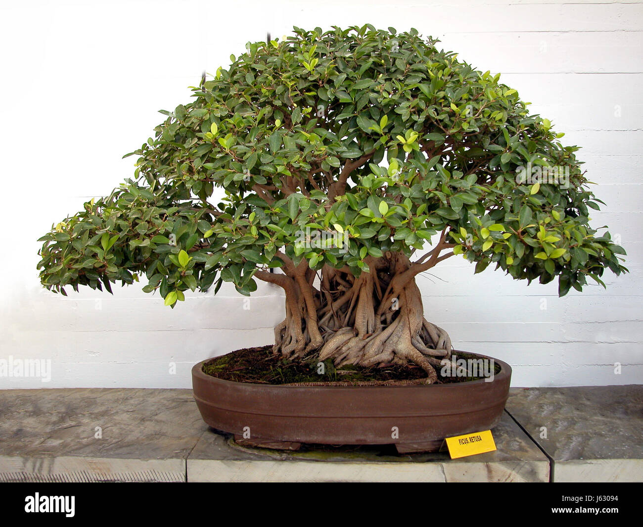 culture tree miniature potted plant leaves foliage plant leaf culture ...