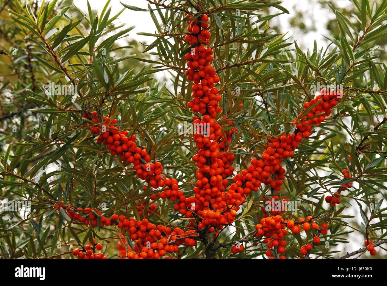 orange shrub berries sallow thorn buckthorns plant orange vitamins ...