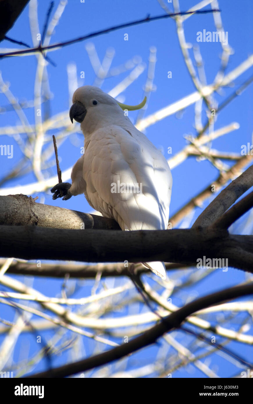 bird cockatoo australian animal bird coloured colourful gorgeous ...