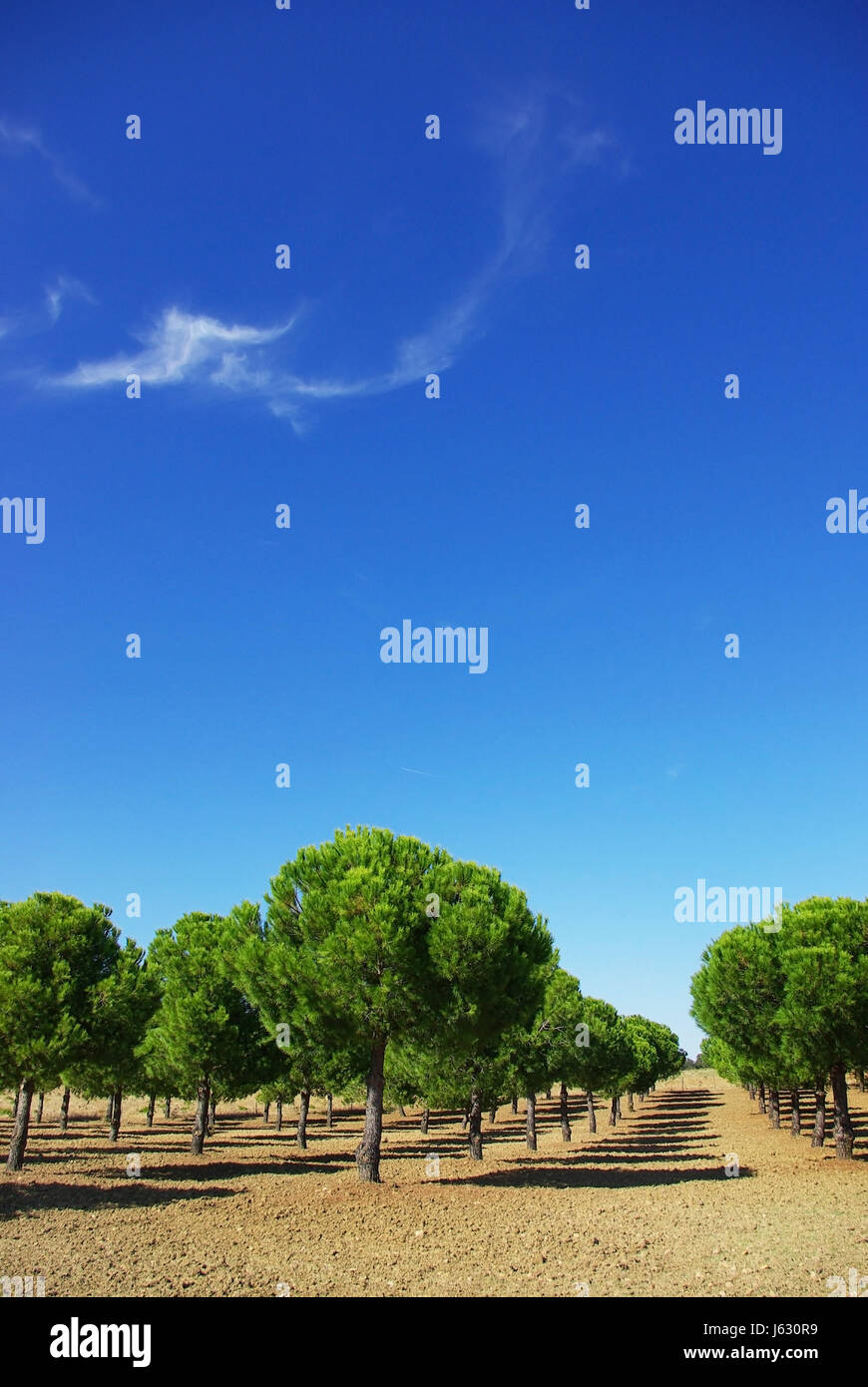 blue tree pine bush forest blue leaf environment enviroment famous tree ...