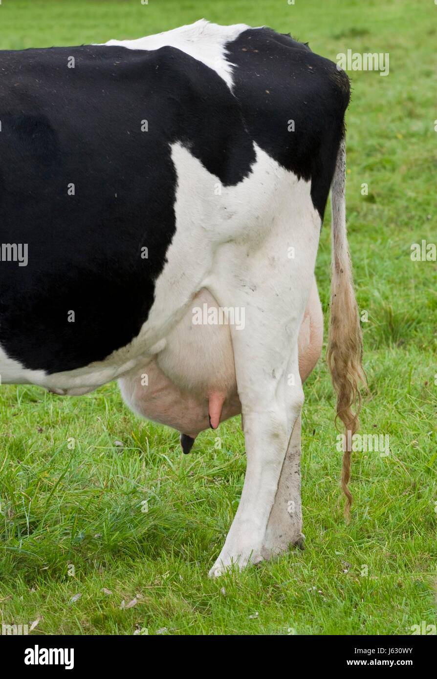 cow bovine milker udder teats animal mammal agriculture farming cow ...