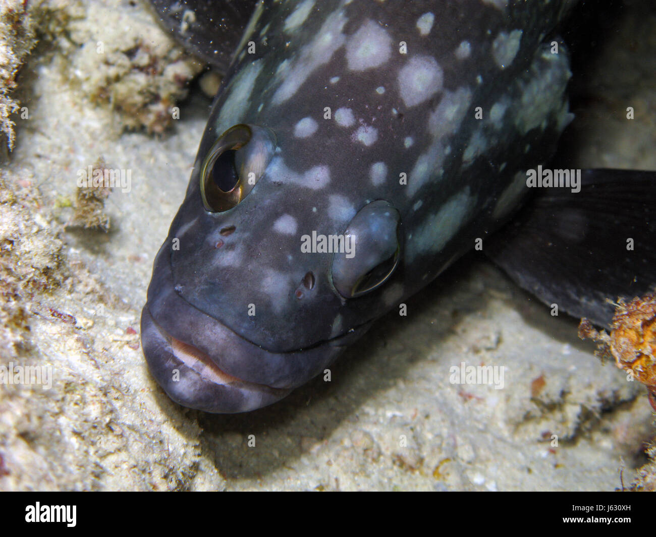 Harsh fish underwater fish pisces hi-res stock photography and images ...